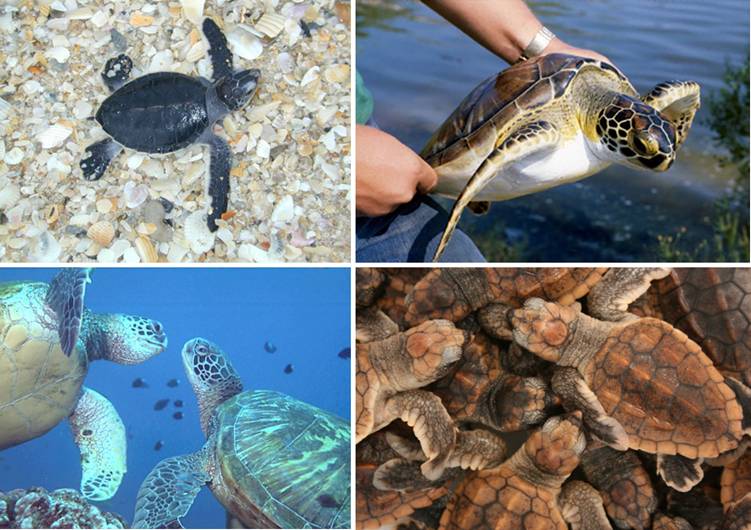 Sea Turtle Navigation